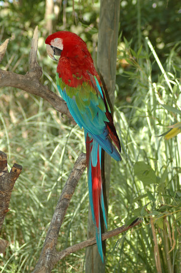 Ara — Wikimini, l’encyclopédie pour enfants