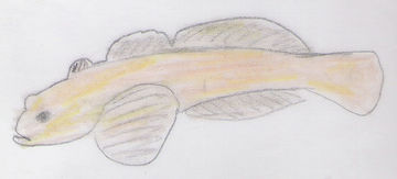 Chabot commun — Wikimini, l’encyclopédie pour enfants