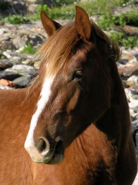 Jument — Wikimini, l’encyclopédie pour enfants