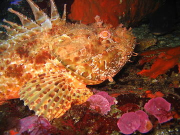 Rascasse brune — Wikimini, l’encyclopédie pour enfants