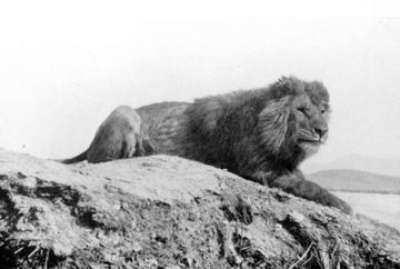 Lion de l'Atlas — Wikimini, l’encyclopédie pour enfants