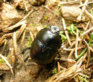 Bousier — Wikimini, l’encyclopédie pour enfants