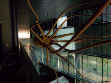 Calmar géant — Wikimini, l’encyclopédie pour enfants