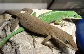 Anolis vert — Wikimini, l’encyclopédie pour enfants