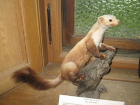 Fouine — Wikimini, l’encyclopédie pour enfants